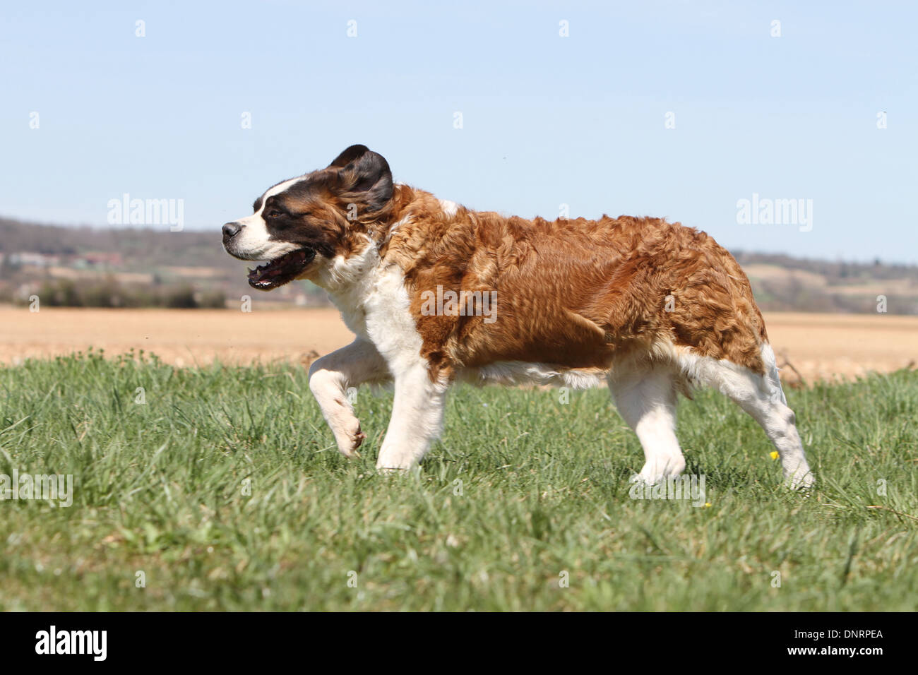 St bernard running hi-res stock photography and images - Alamy