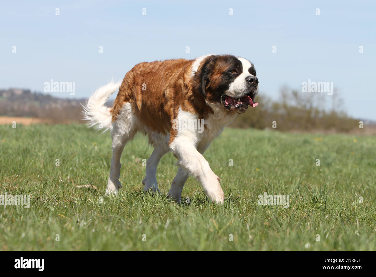 dog Saint Bernard longhaired adult running in a meadow Stock Photo - Alamy