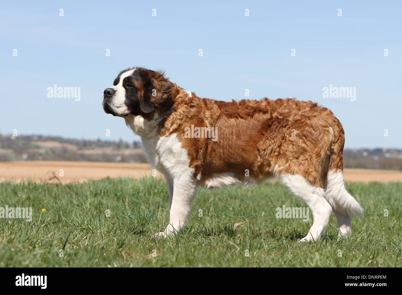 Saint bernard dog hi-res stock photography and images - Alamy
