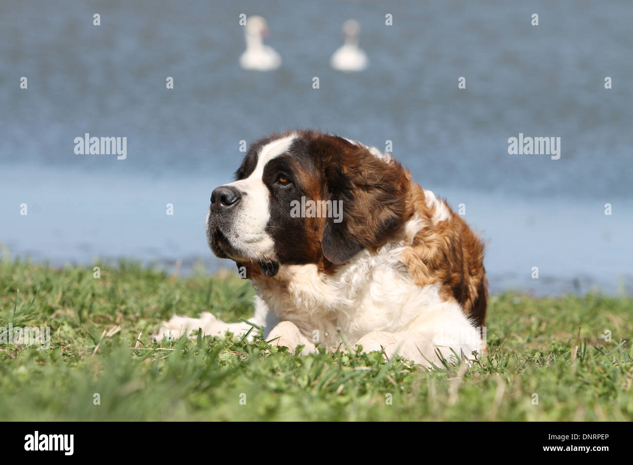 dog Saint Bernard longhaired adult lying front of a lake Stock Photo ...