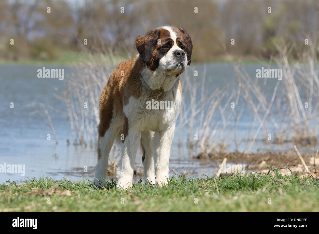 dog Saint Bernard longhaired adult standing front of a lake Stock Photo ...