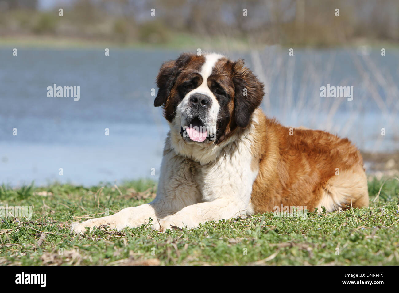 St bernards dog lying down hi-res stock photography and images - Alamy