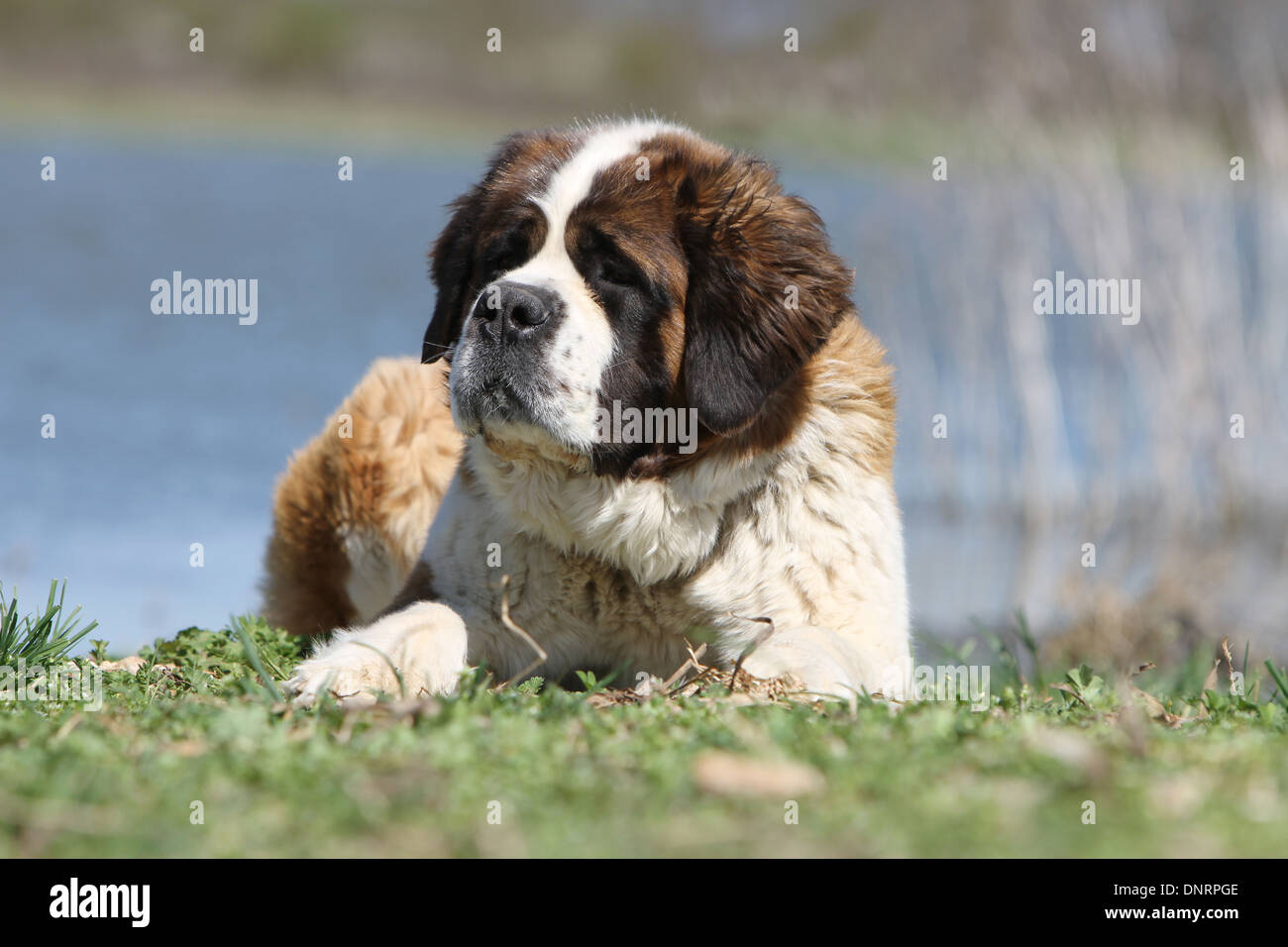 dog Saint Bernard longhaired adult lying front of a lake Stock Photo ...
