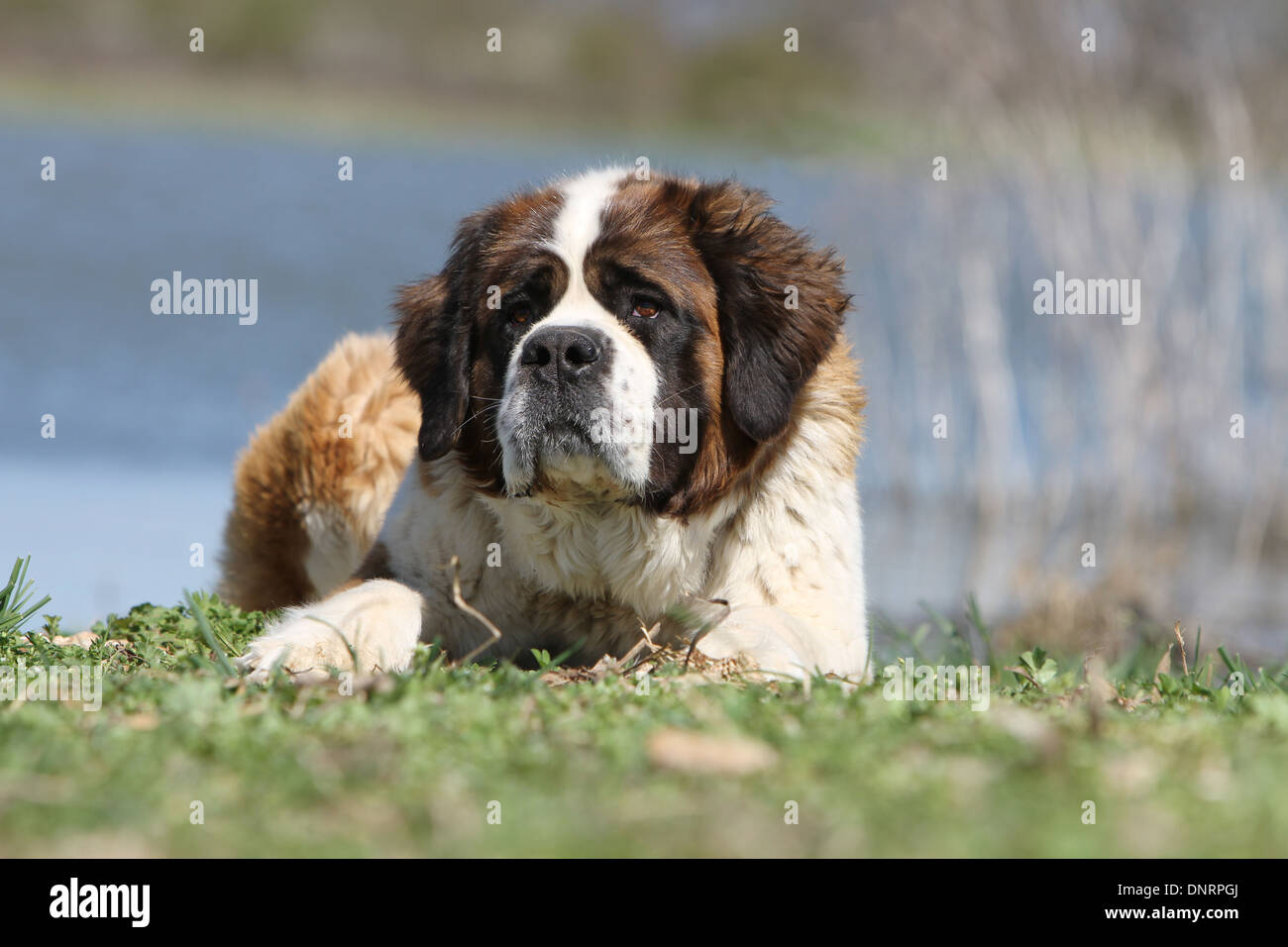 St bernards dog lying down hi-res stock photography and images - Alamy