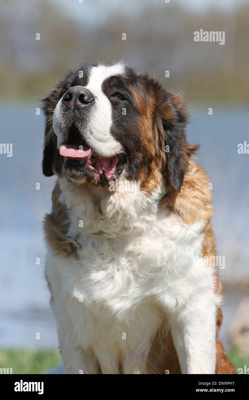 dog Saint Bernard longhaired adult portrait Stock Photo - Alamy