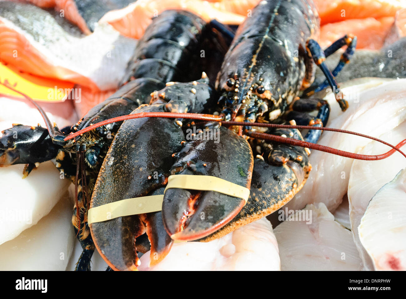 Fish with pincers hi-res stock photography and images - Alamy