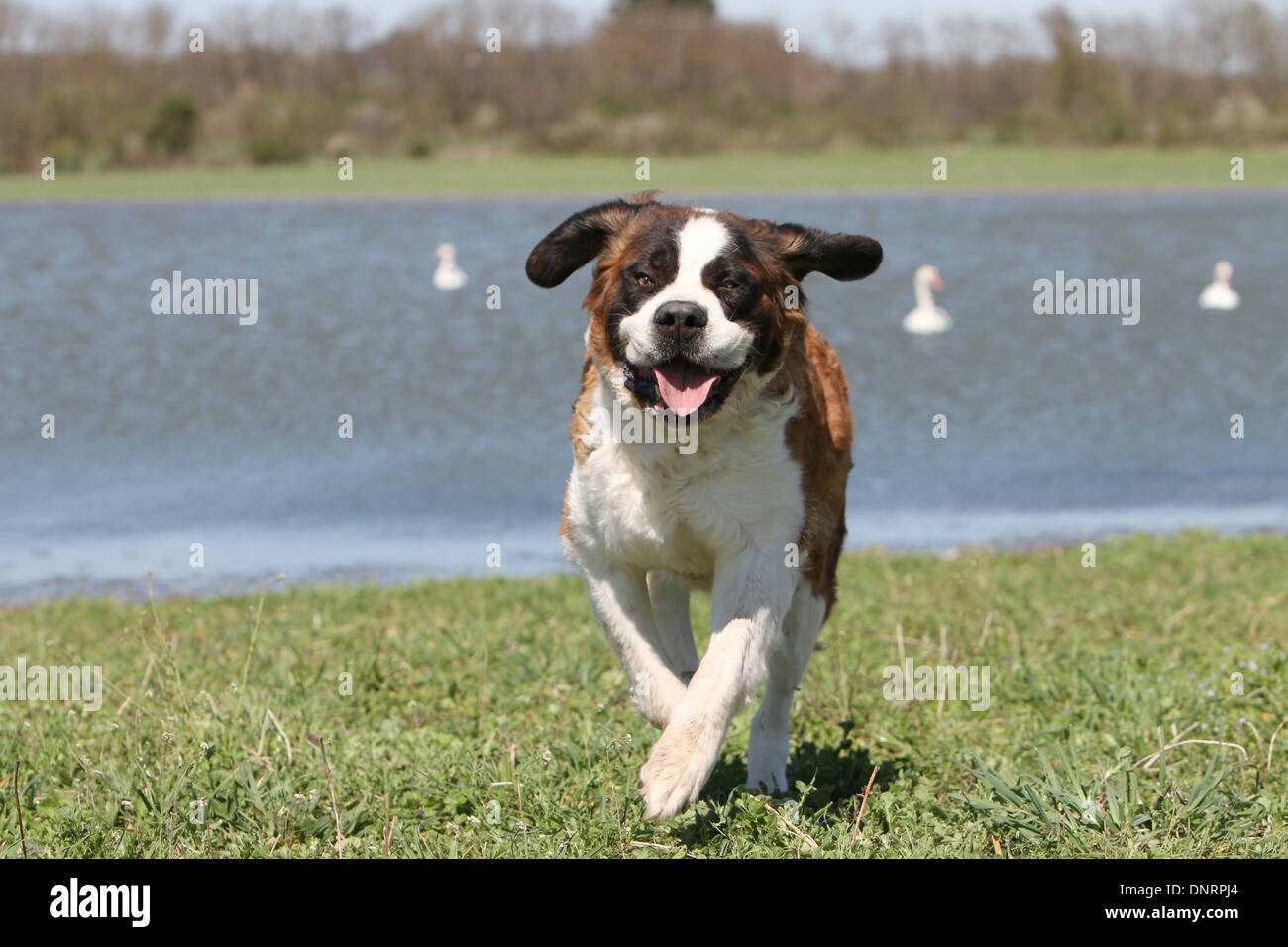 dog Saint Bernard longhaired adult running in a meadow Stock Photo - Alamy