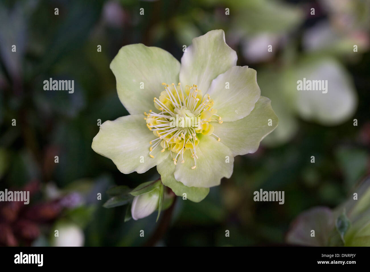 Helleborus niger flower Stock Photo - Alamy