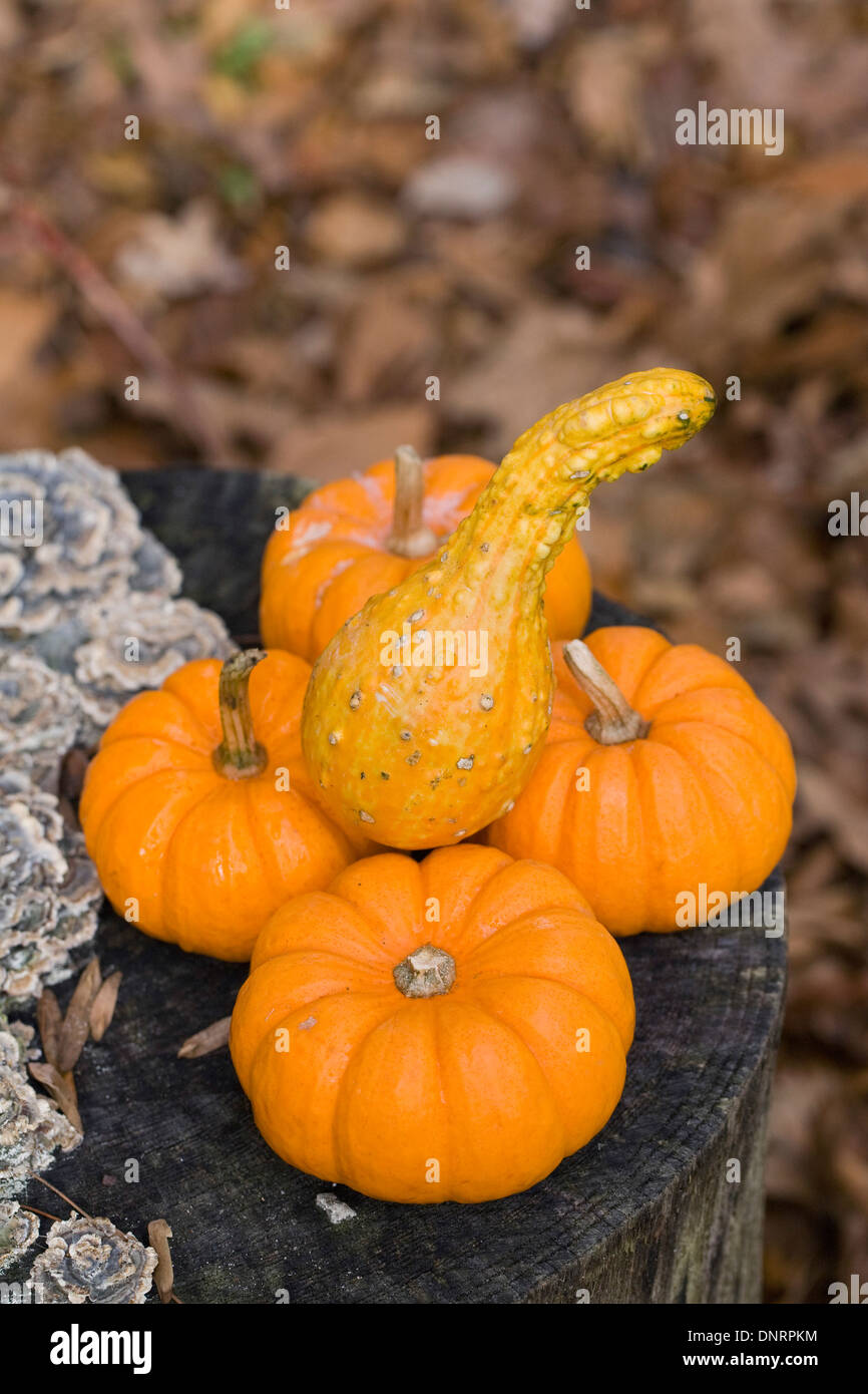 Old pumpkins hi-res stock photography and images - Alamy