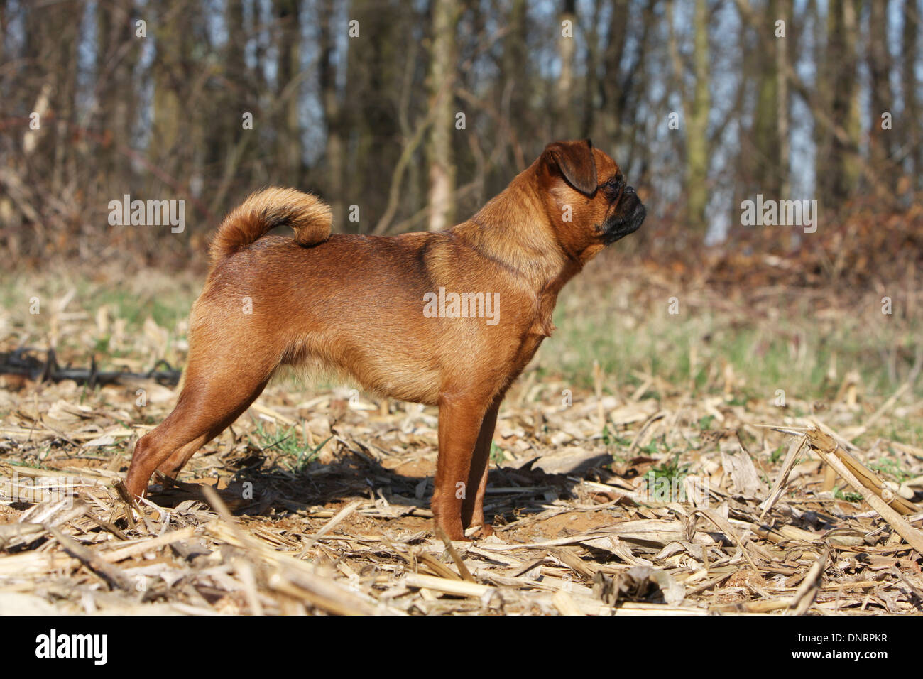 dog petit Brabancon / small Brabant Griffon/ Belgian adult (red ...