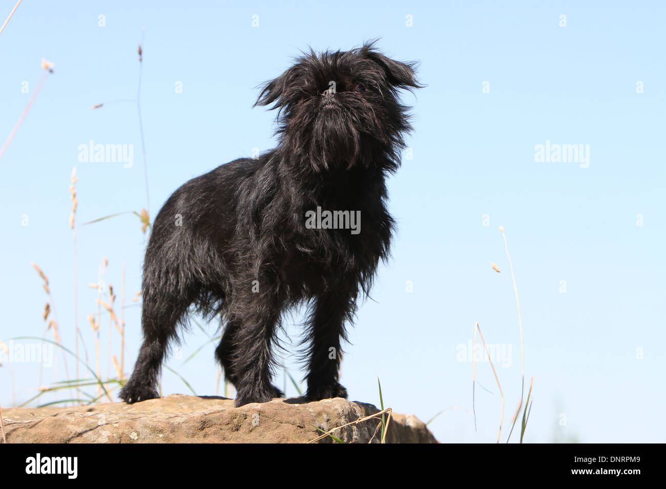 Griffonnetje hi-res stock photography and images - Alamy