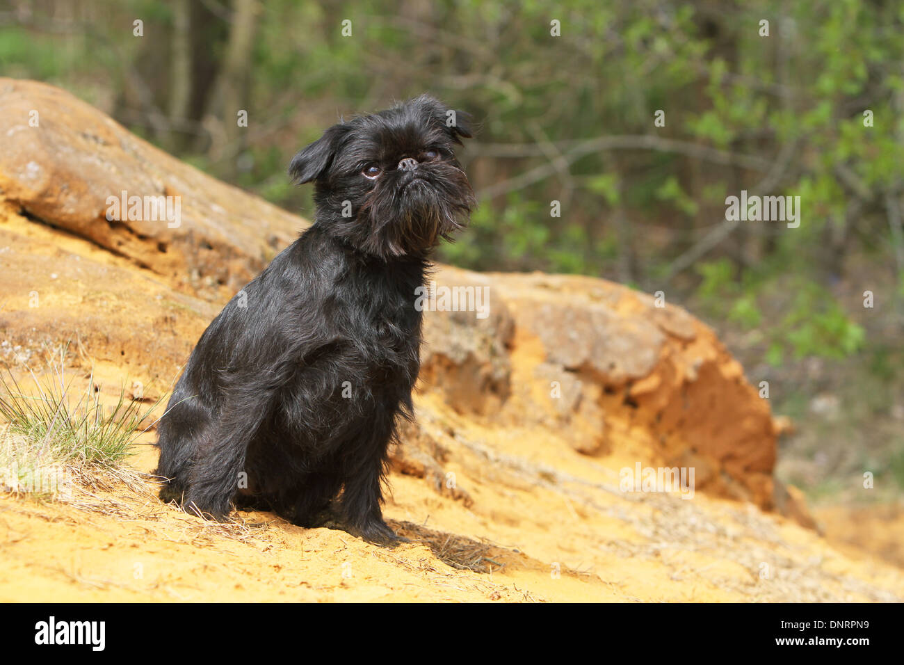 dog Belgian Griffon / Griffon Belge / Belgium Griffon adult sitting on ...