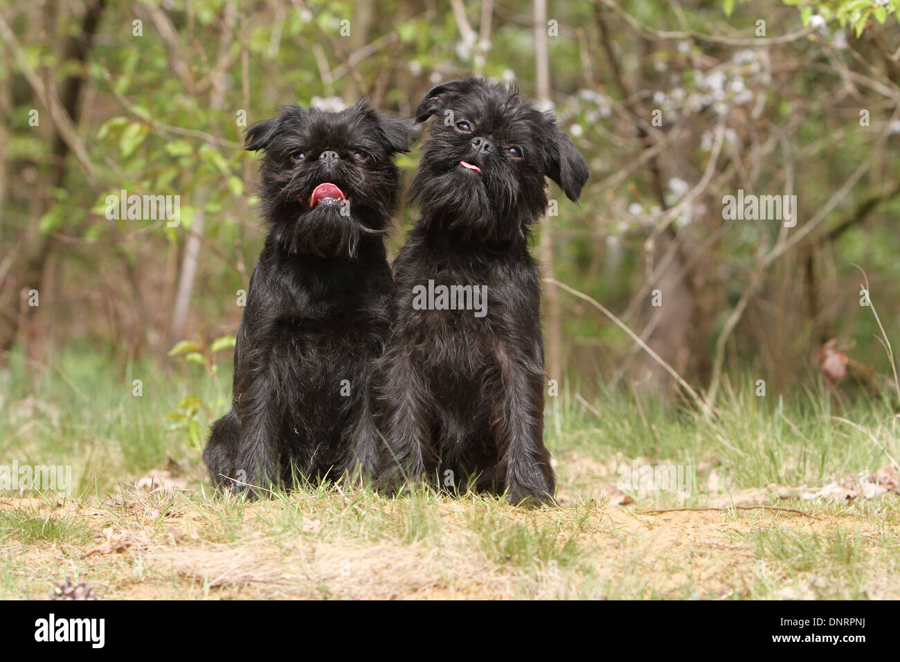dog Belgian Griffon / Griffon Belge / Belgium Griffon two adults ...