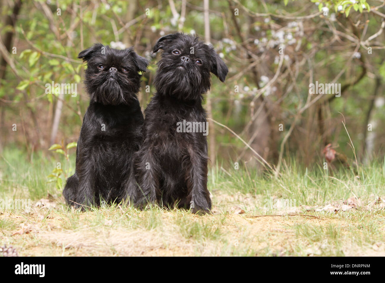 dog Belgian Griffon / Griffon Belge / Belgium Griffon two adults ...