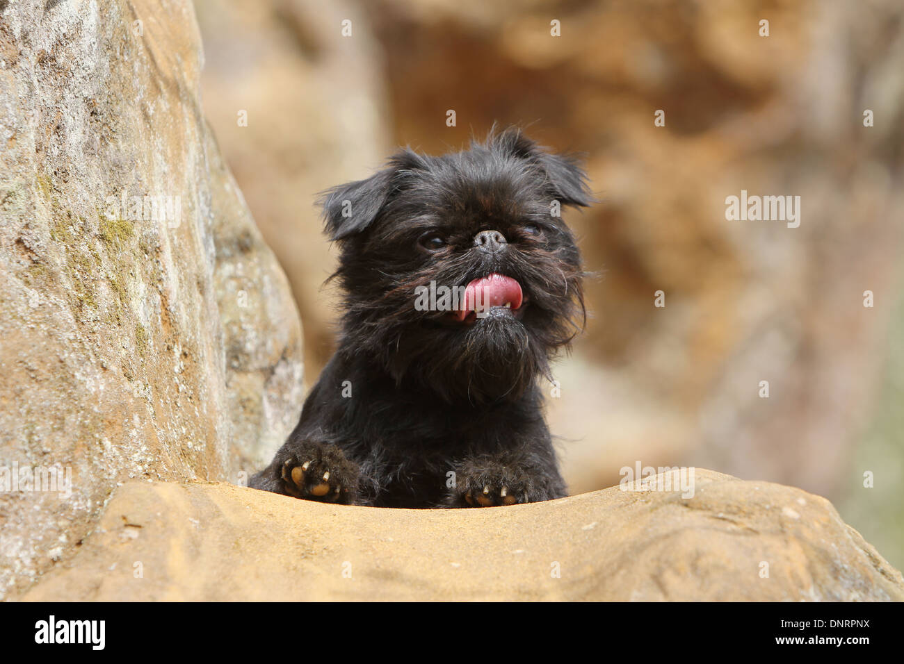 dog Belgian Griffon / Griffon Belge / Belgium Griffon adult lying on a ...