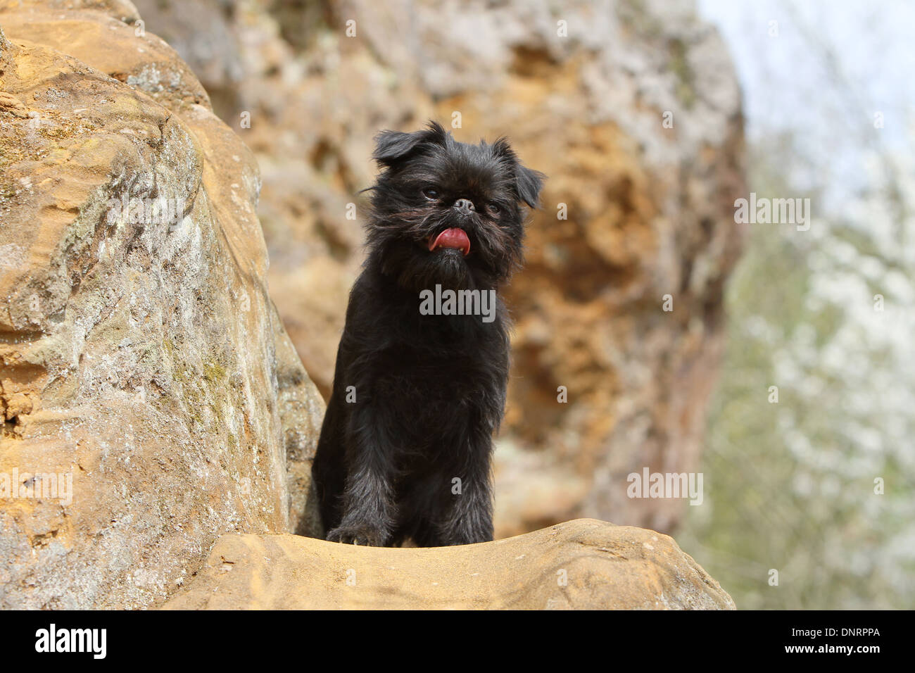 dog Belgian Griffon / Griffon Belge / Belgium Griffon adult sitting on ...
