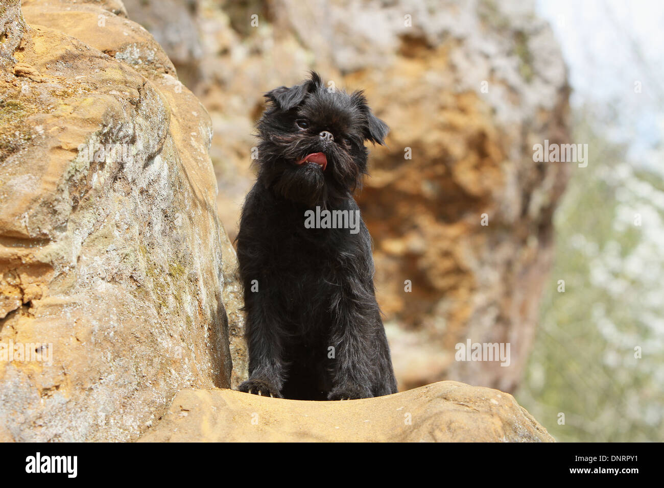 dog Belgian Griffon / Griffon Belge / Belgium Griffon adult sitting on ...