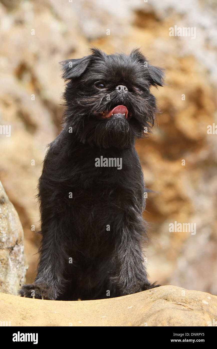 Purebred griffons hi-res stock photography and images - Alamy