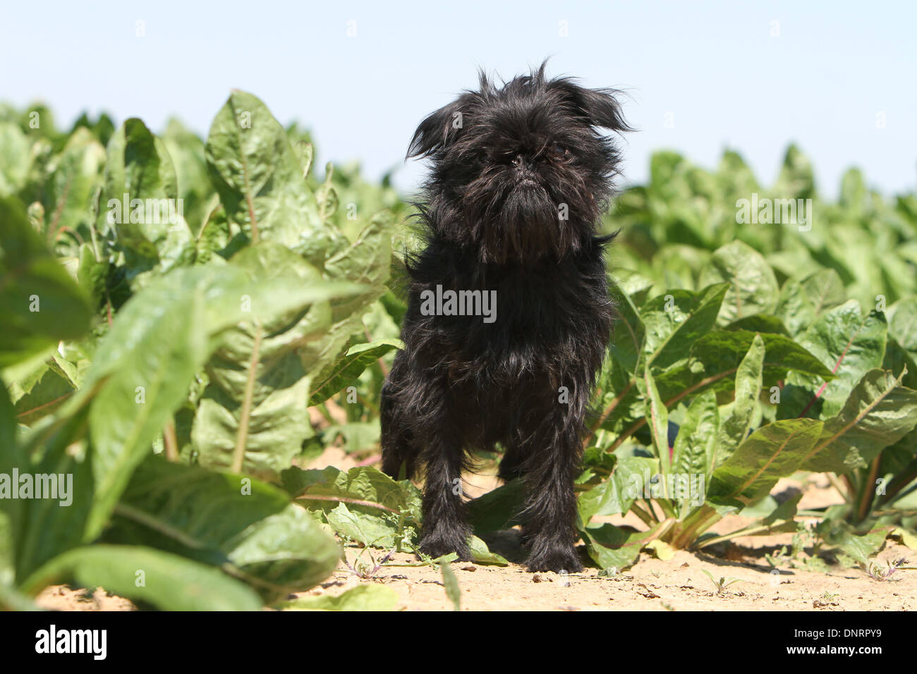 dog Belgian Griffon / Griffon Belge / Belgium Griffon adult standing in ...