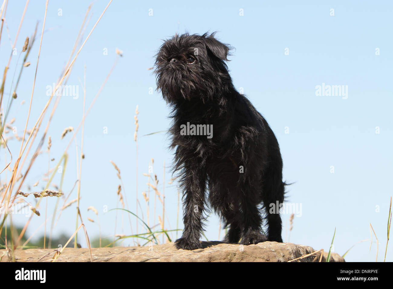 Griffonnetje hi-res stock photography and images - Alamy