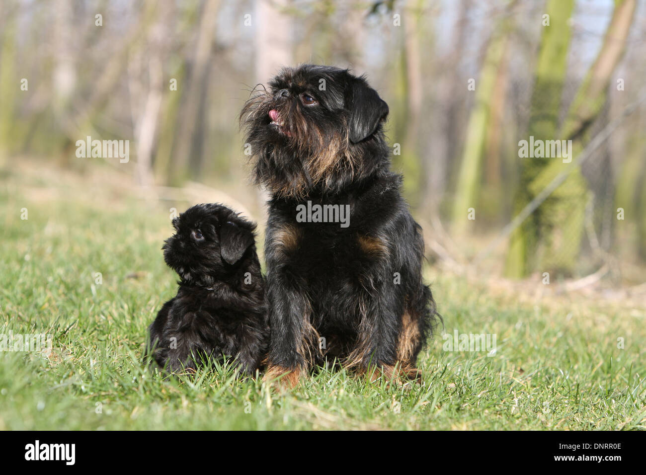 Belgian mother hi-res stock photography and images - Alamy