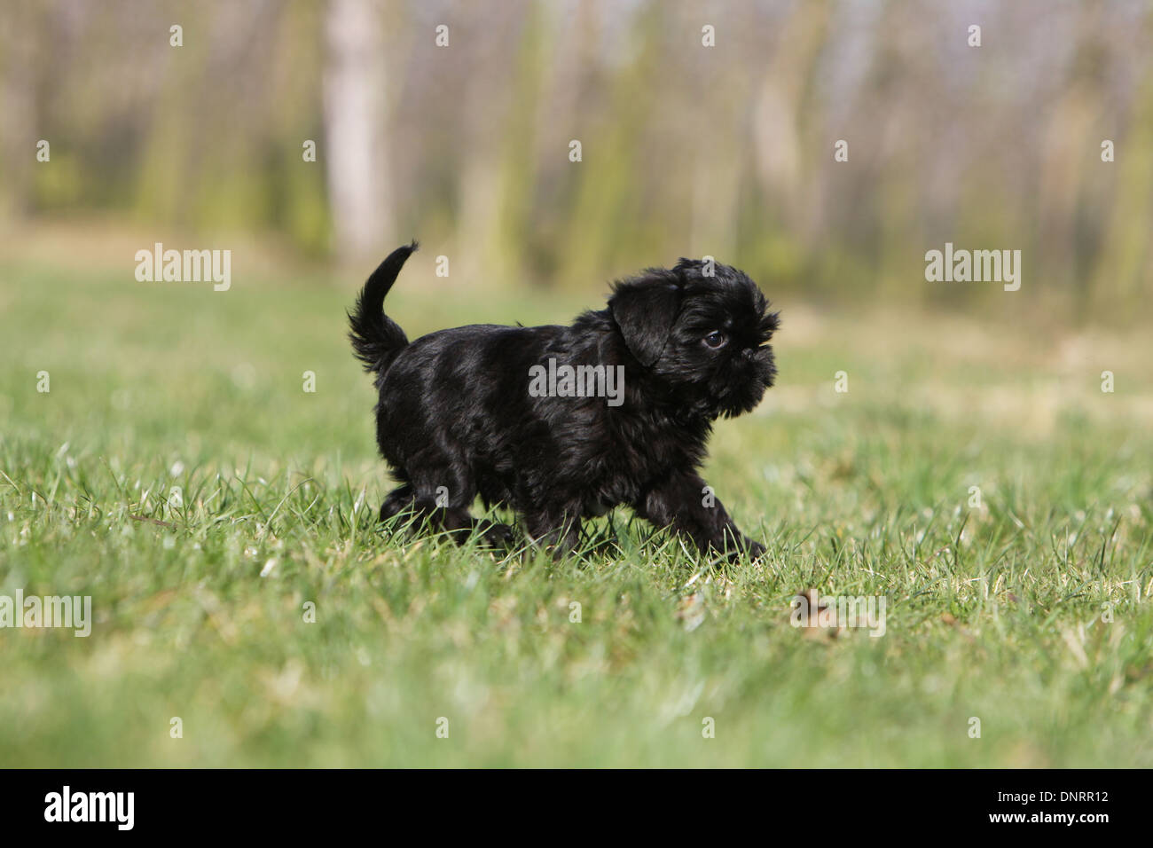 dog Belgian Griffon / Griffon Belge / Belgium Griffon puppy walking in ...