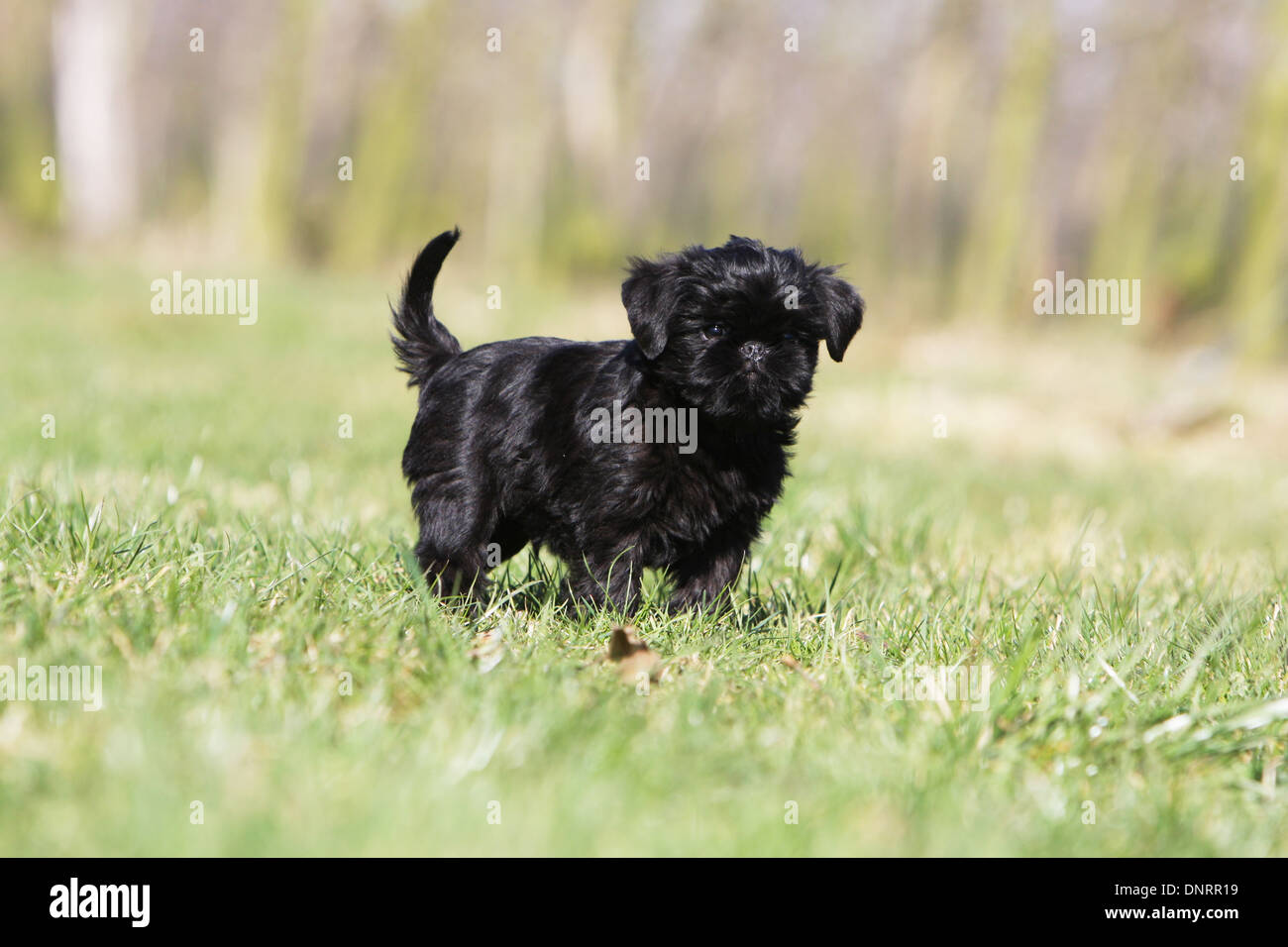dog Belgian Griffon / Griffon Belge / Belgium Griffon puppy standing in ...