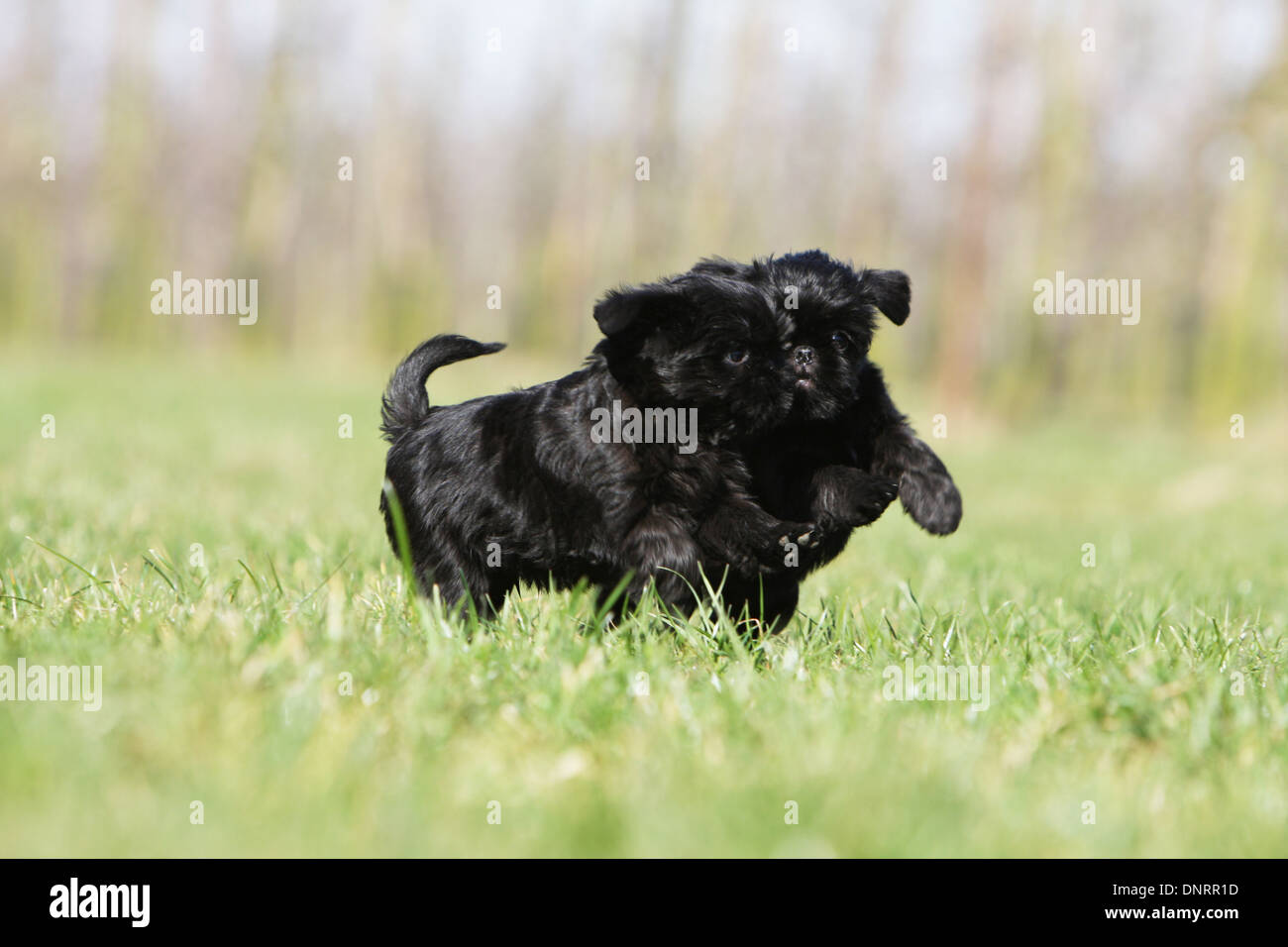 dog Belgian Griffon / Griffon Belge / Belgium Griffon two puppies ...