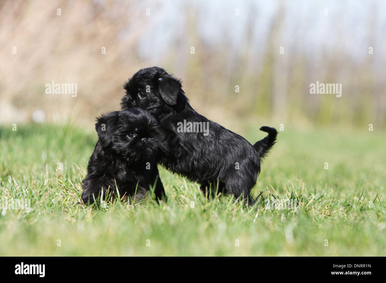 dog Belgian Griffon / Griffon Belge / Belgium Griffon two puppies ...