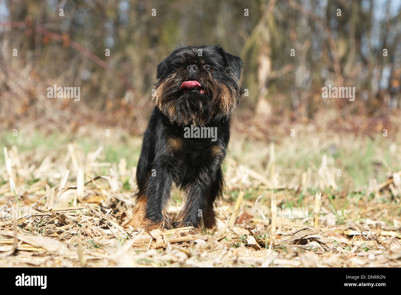 dog Belgian Griffon / Griffon Belge / Belgium Griffon adult standing in ...