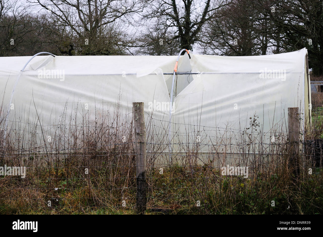 A used and torn polytunnel in need of replacement Stock Photo - Alamy