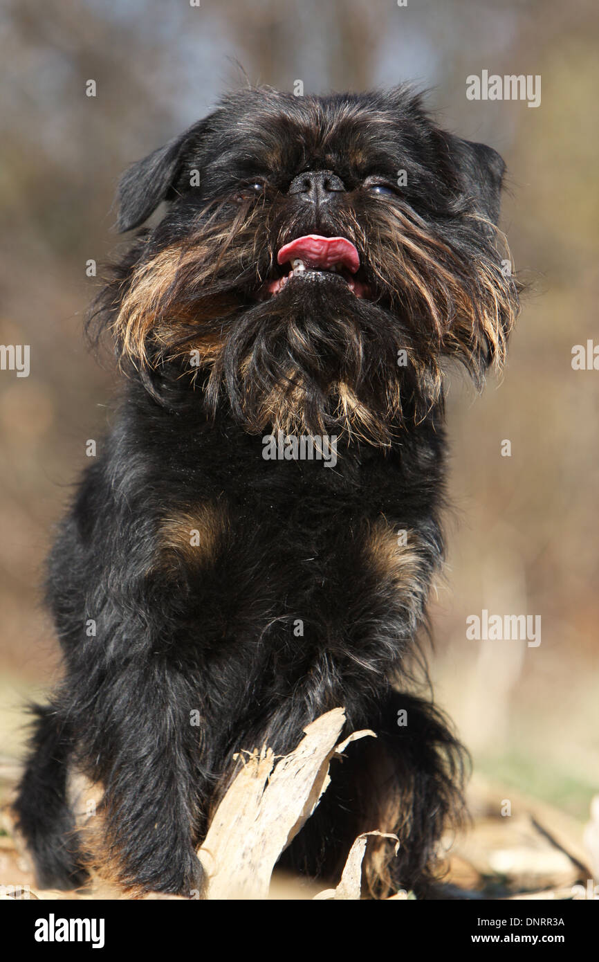 dog Belgian Griffon / Griffon Belge / Belgium Griffon adult portrait ...