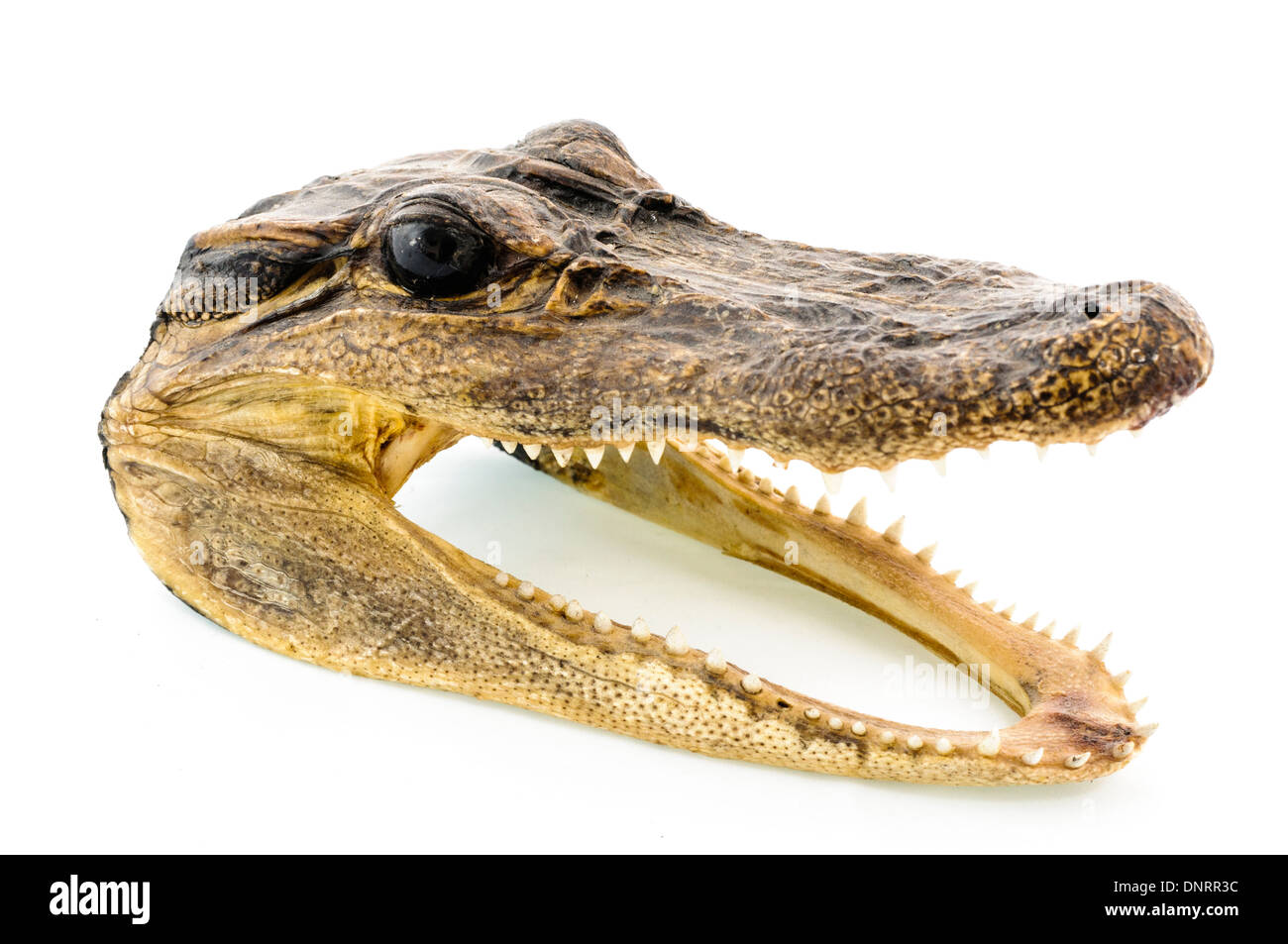 Alligator show Cut Out Stock Images & Pictures - Alamy