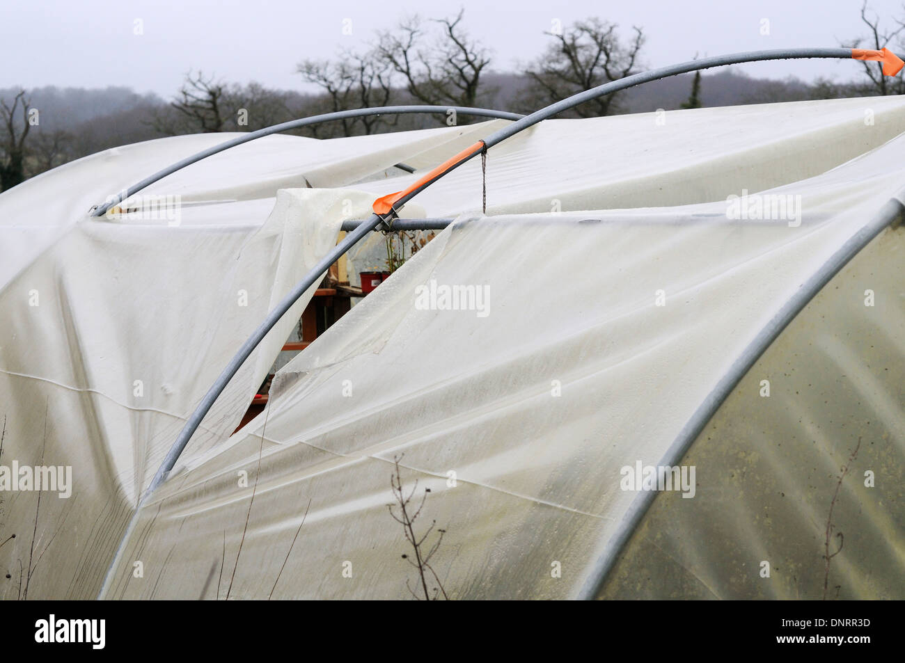 A used and torn polytunnel in need of replacement Stock Photo - Alamy