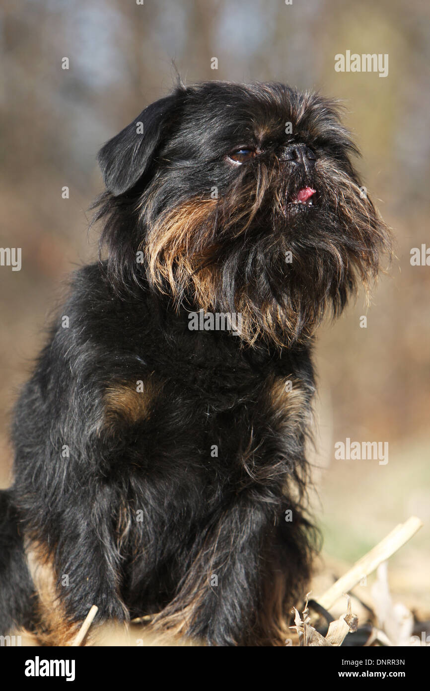dog Belgian Griffon / Griffon Belge / Belgium Griffon adult portrait ...