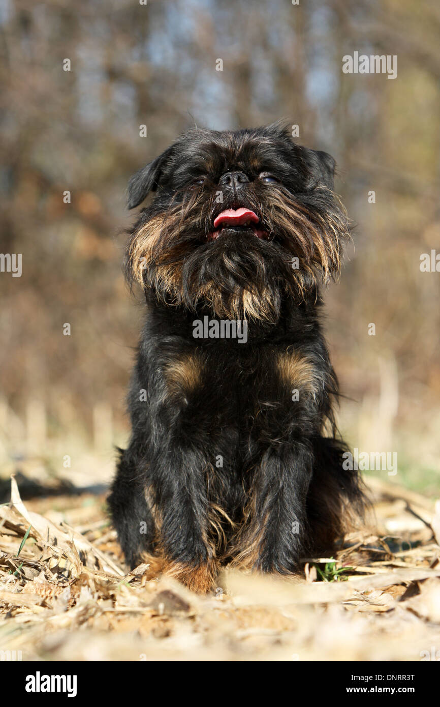 dog Belgian Griffon / Griffon Belge / Belgium Griffon adult sitting in ...