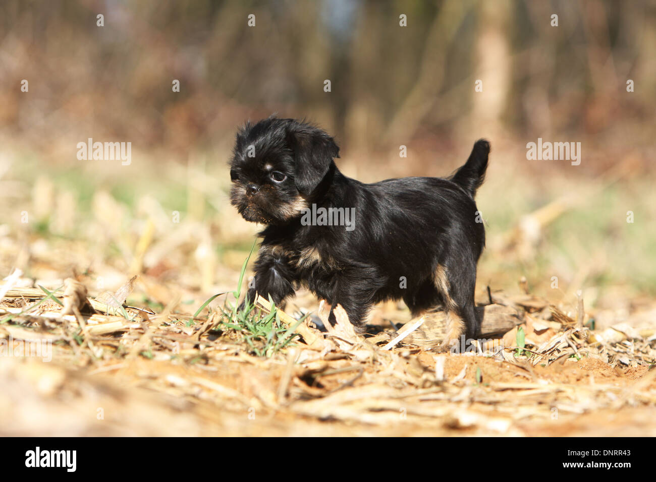 dog Belgian Griffon / Griffon Belge / Belgium Griffon puppy walking in ...