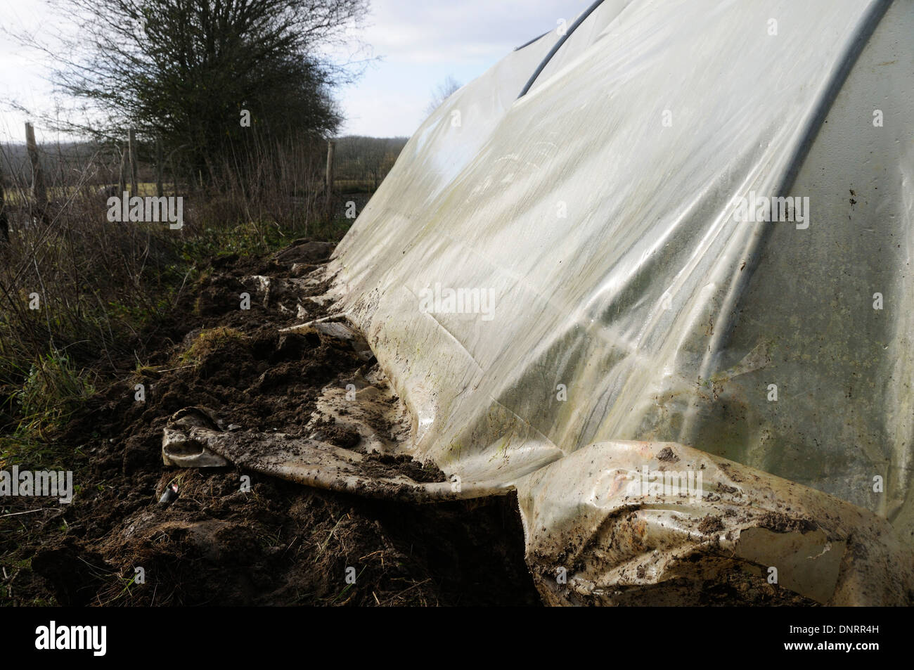 A used and torn polytunnel in need of replacement Stock Photo - Alamy