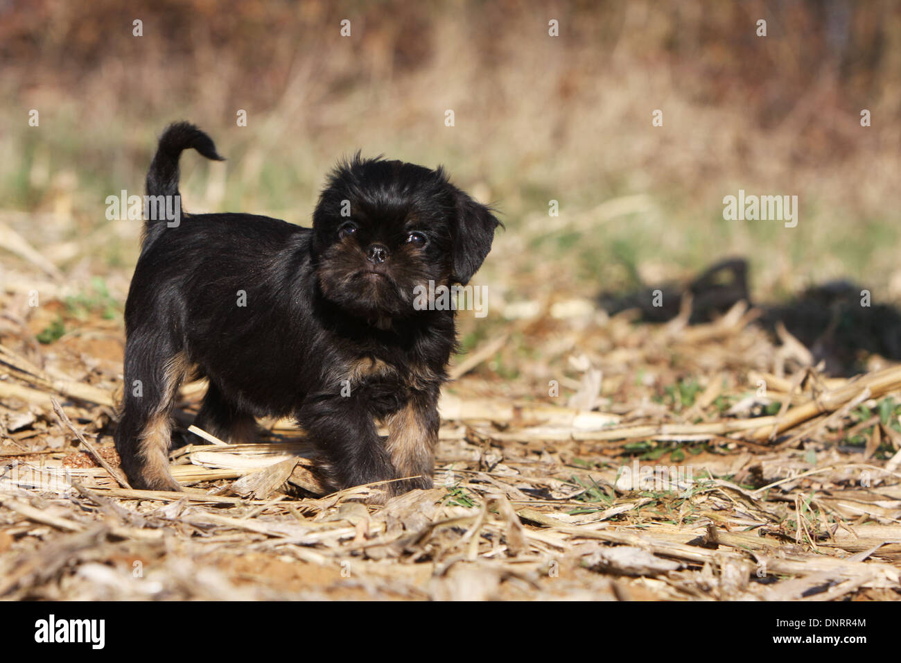 dog Belgian Griffon / Griffon Belge / Belgium Griffon puppy walking in ...