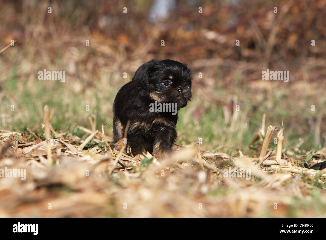 dog Belgian Griffon / Griffon Belge / Belgium Griffon puppy standing in ...