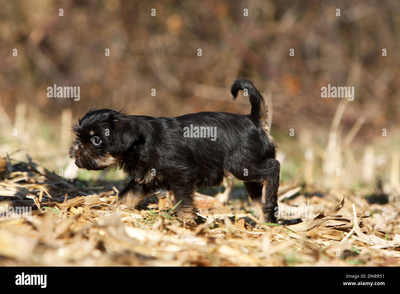 dog Belgian Griffon / Griffon Belge / Belgium Griffon puppy running in ...