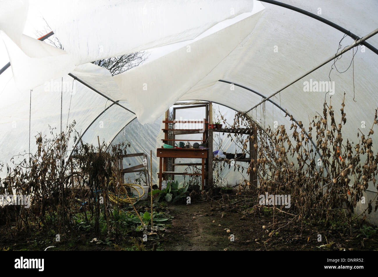 A used and torn polytunnel in need of replacement Stock Photo - Alamy