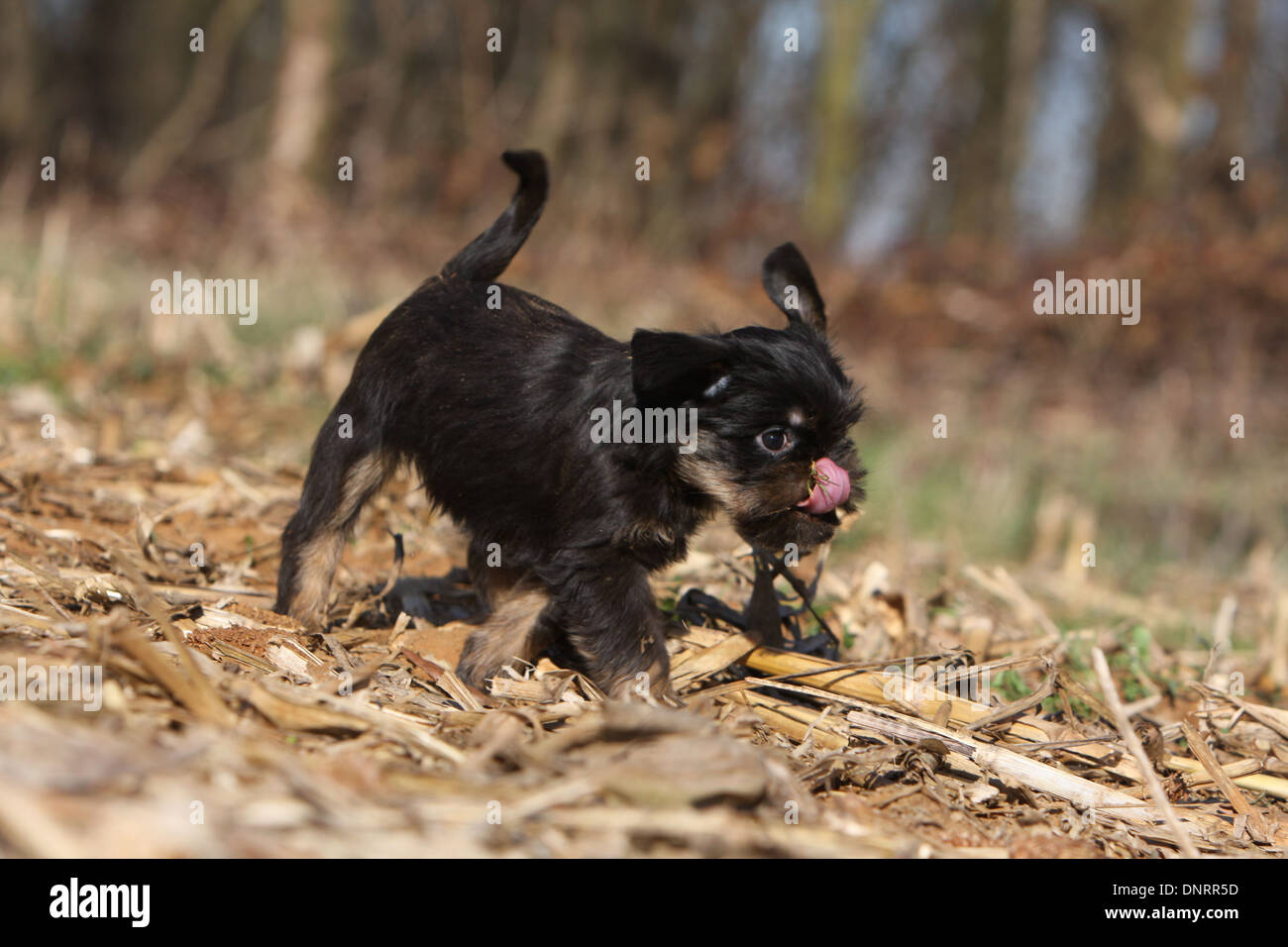 dog Belgian Griffon / Griffon Belge / Belgium Griffon puppy running in ...