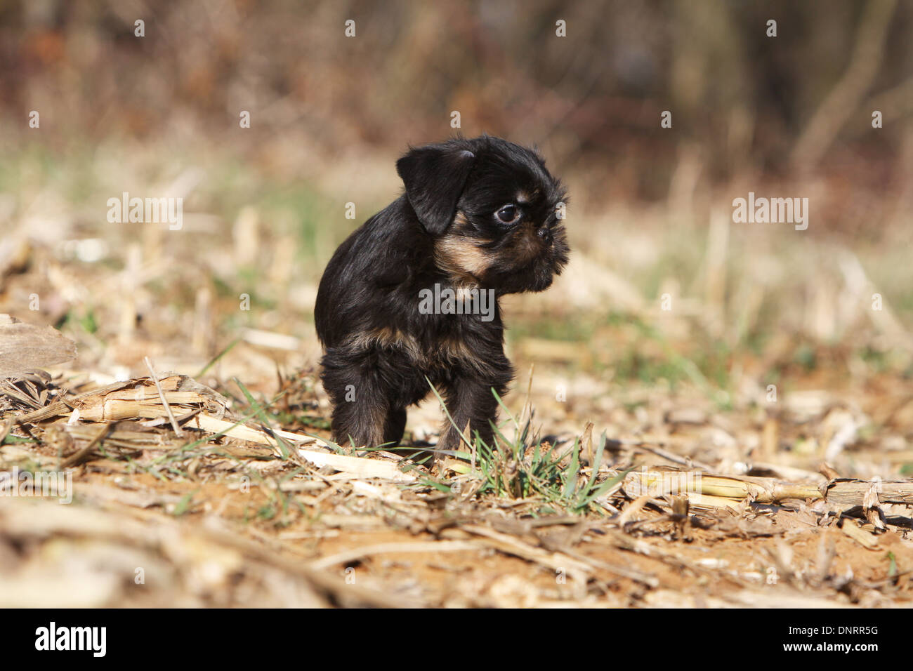 dog Belgian Griffon / Griffon Belge / Belgium Griffon puppy standing in ...