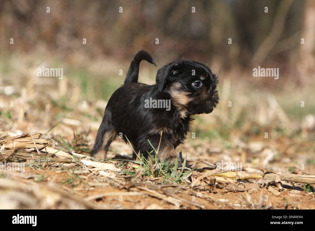 dog Belgian Griffon / Griffon Belge / Belgium Griffon puppy walking in ...