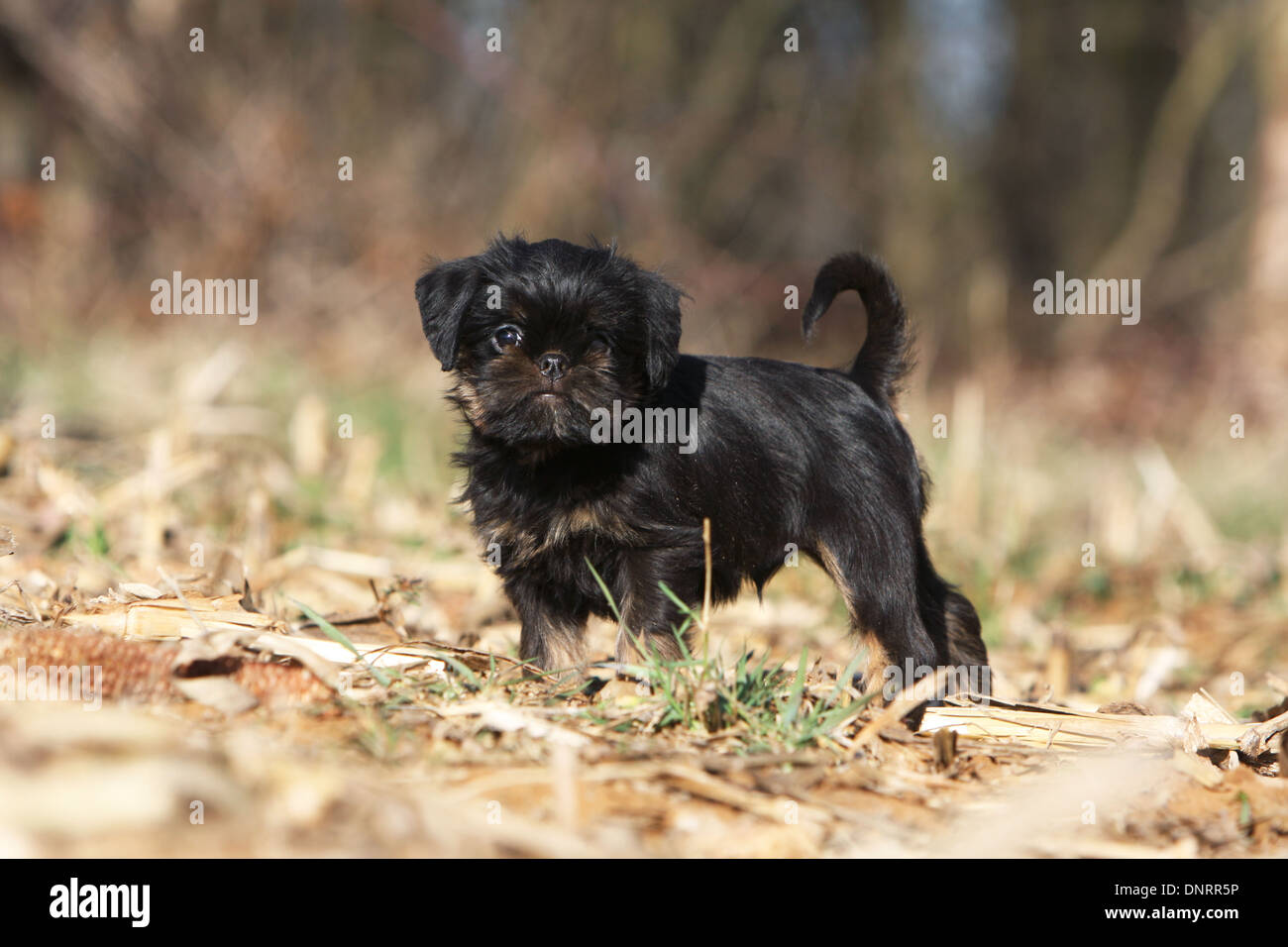 dog Belgian Griffon / Griffon Belge / Belgium Griffon puppy standing in ...