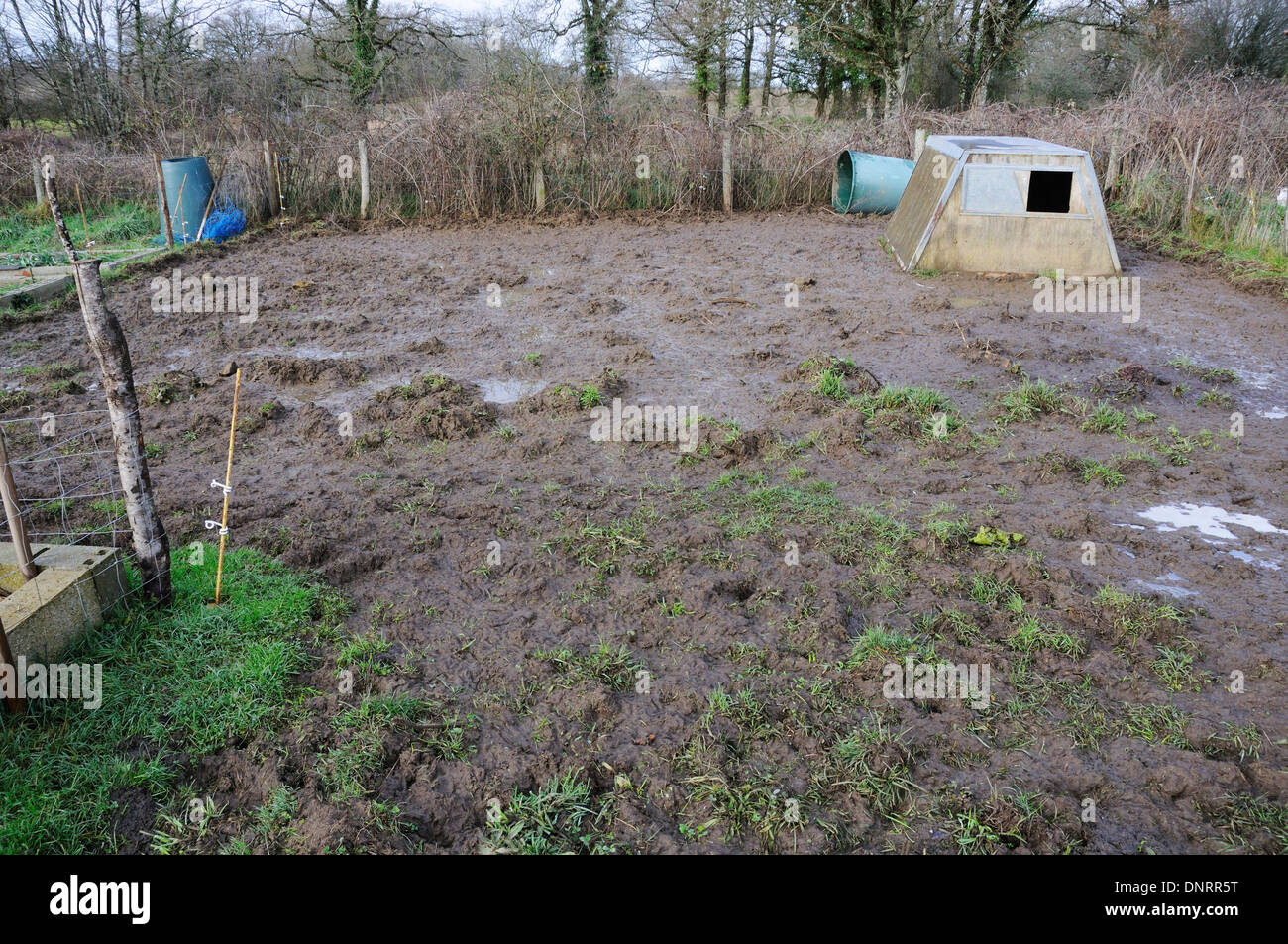 Pig arc in a very muddy field Stock Photo - Alamy