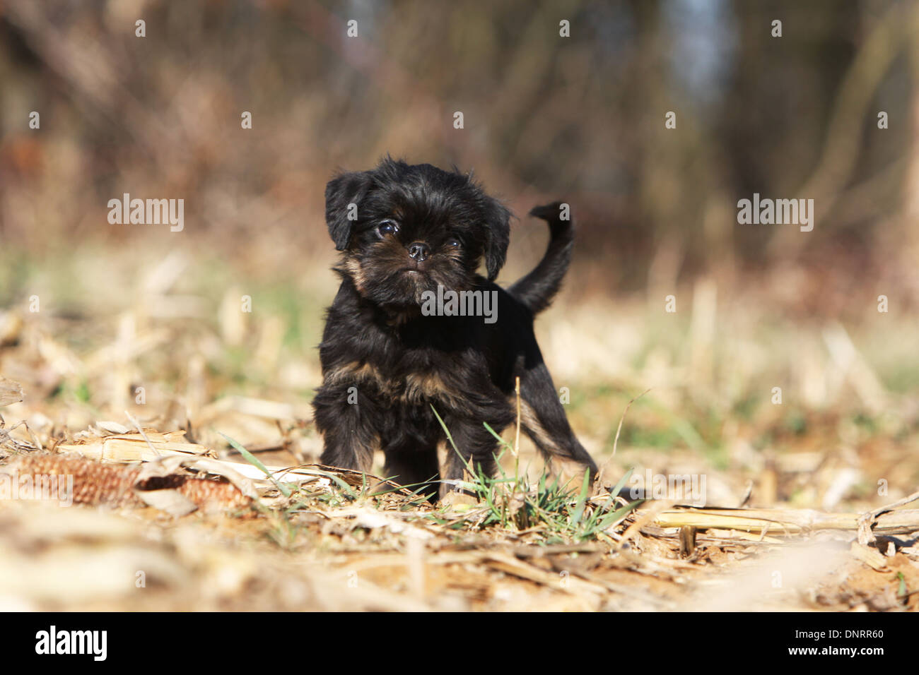 dog Belgian Griffon / Griffon Belge / Belgium Griffon puppy standing in ...