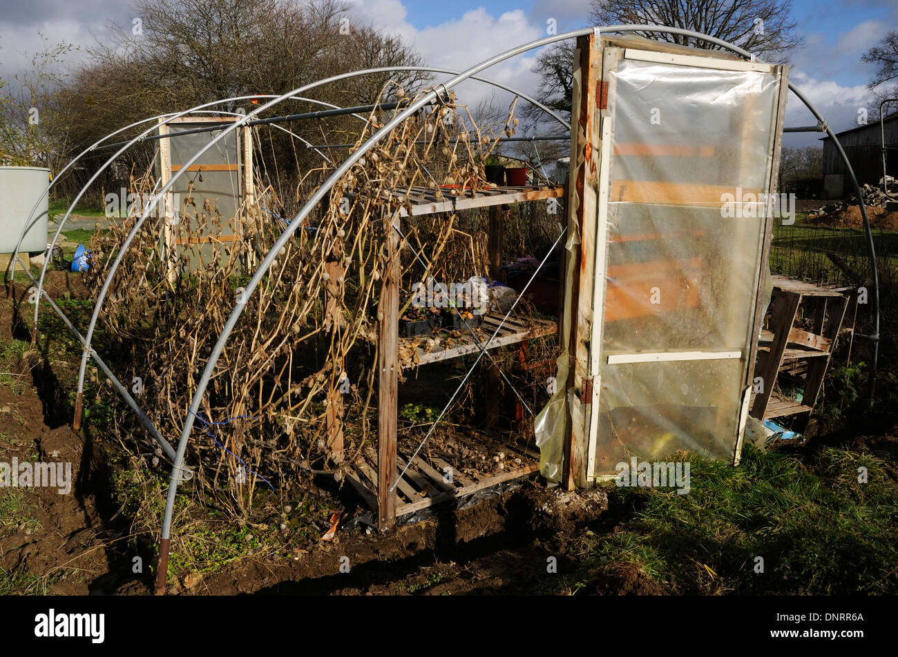 A used and torn polytunnel in need of replacement Stock Photo - Alamy