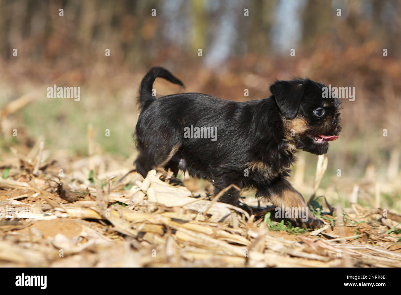 dog Belgian Griffon / Griffon Belge / Belgium Griffon puppy running in ...